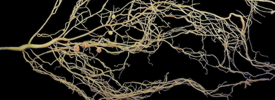 The root of a robust Internet | APNIC Blog