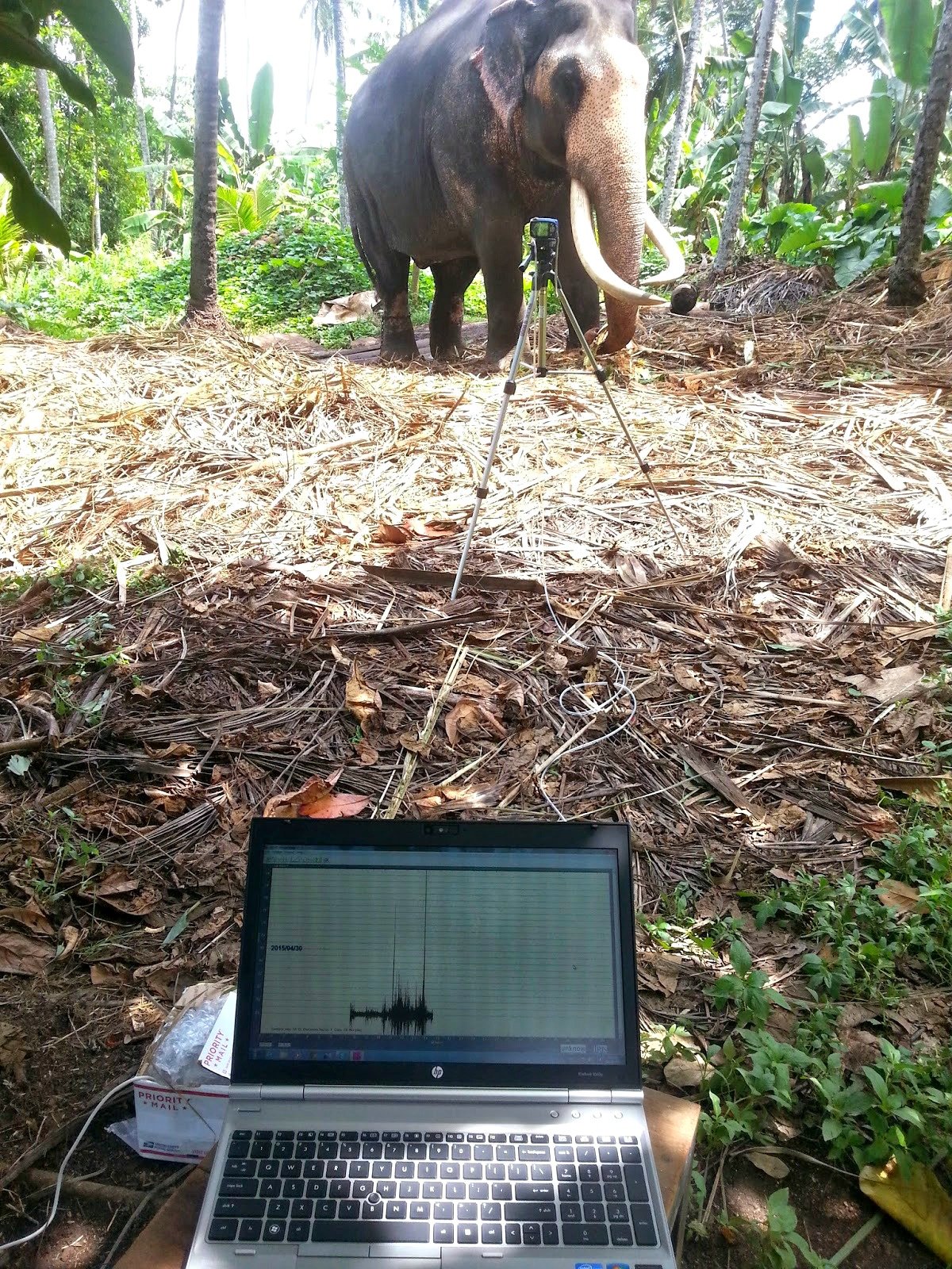 IoT solutions to help reduce human-elephant conflict in Sri Lanka ...