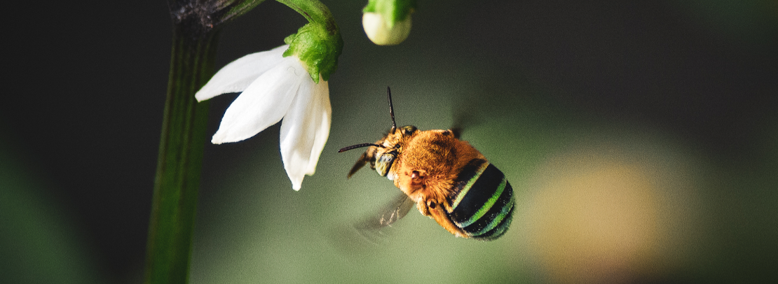 A tale of two honeypots in Bhutan | APNIC Blog