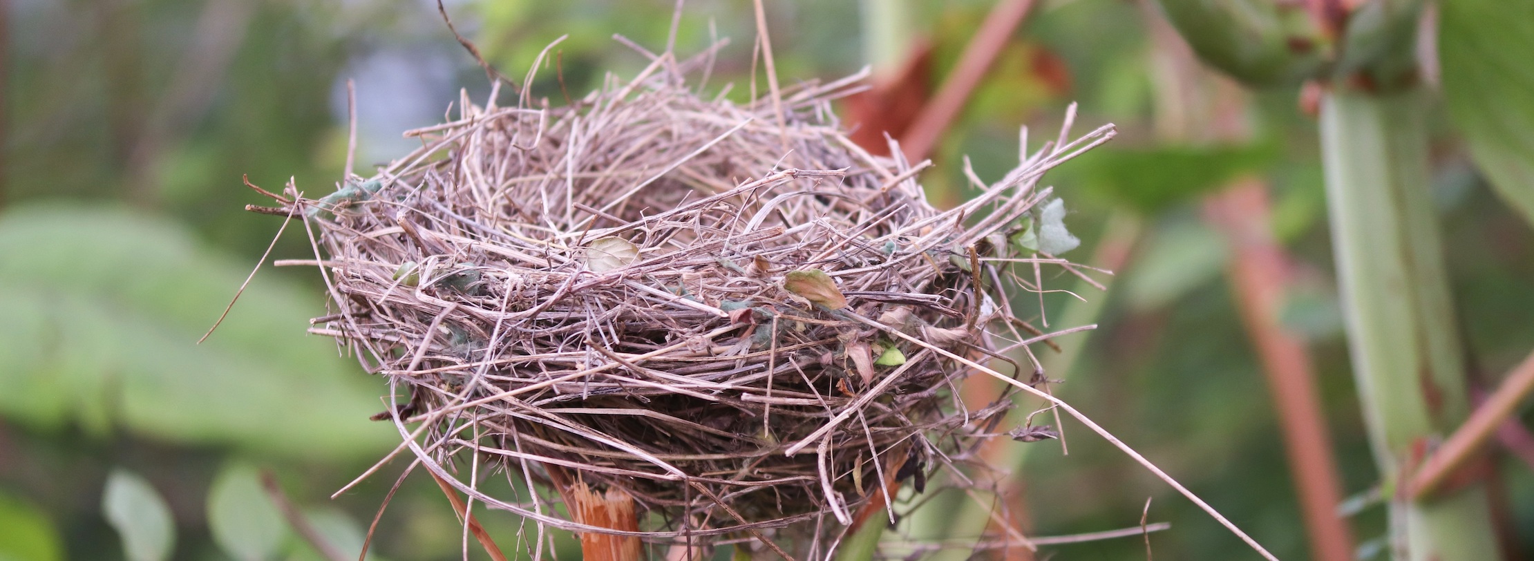 NeST: a simple,efficient tool to study congestion control | APNIC Blog