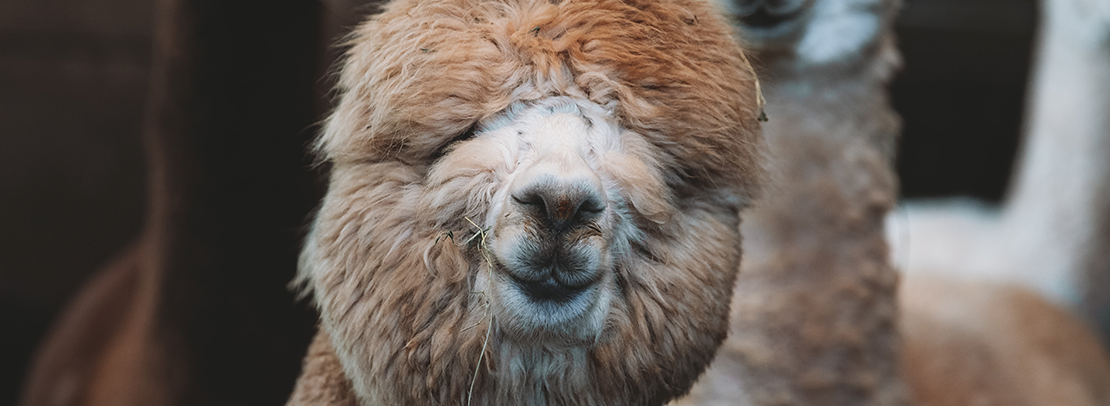 ALPACA attack: Analysing and mitigating cracks in TLS authentication ...
