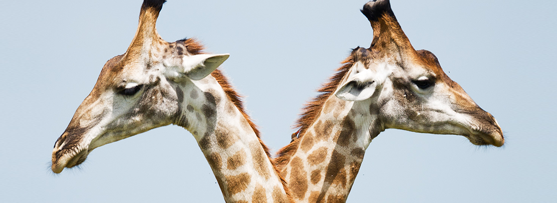 What are symmetric and asymmetric IP routing | APNIC Blog